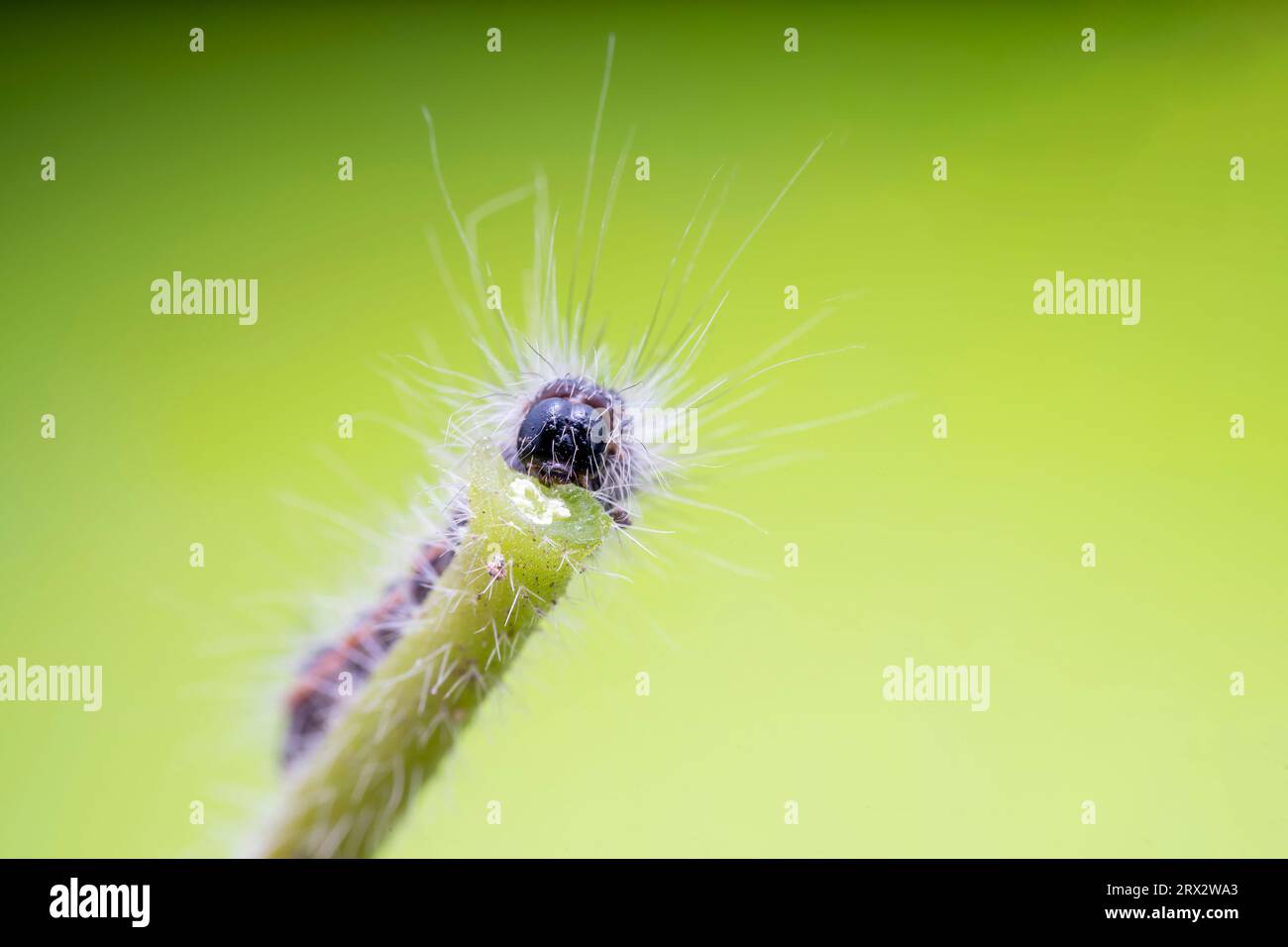 Poisonous moth larvae in the wild state Stock Photo - Alamy