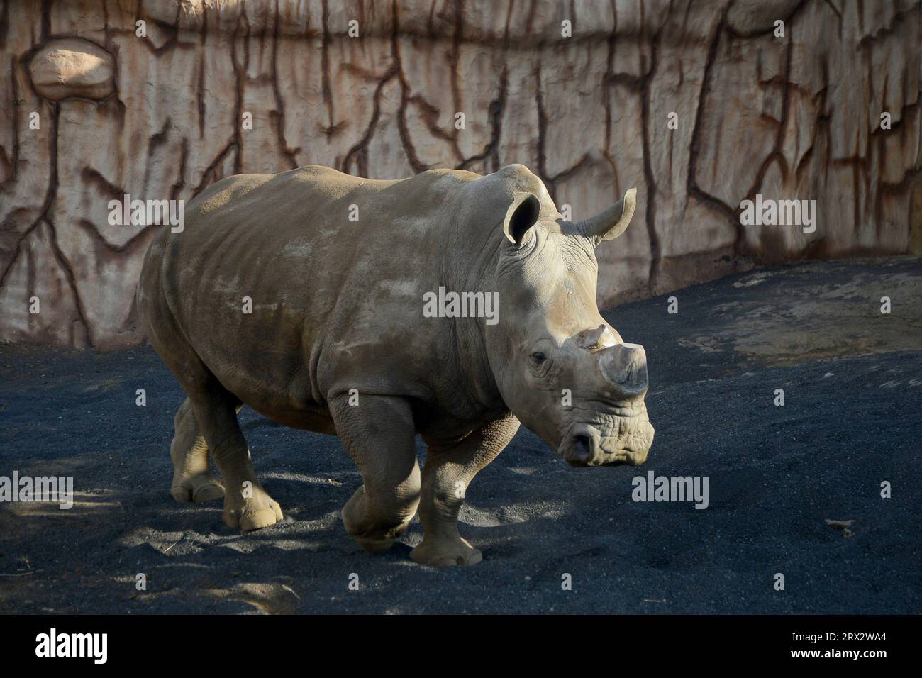 Malang, Indonesia. 22nd Sep, 2023. A white rhino is seen at Batu Secret ...