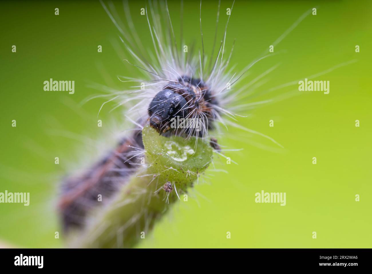 Terror poisonous animals hi-res stock photography and images - Alamy