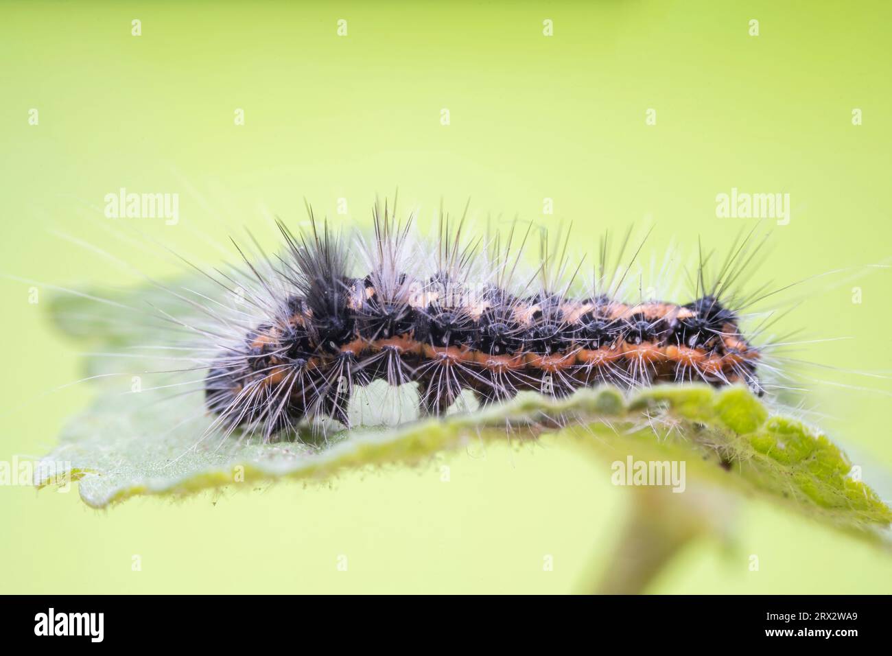 Poisonous moth larvae in the wild state Stock Photo - Alamy