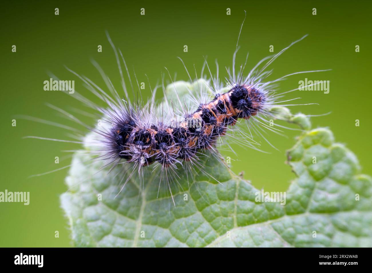 Poisonous moth larvae in the wild state Stock Photo - Alamy