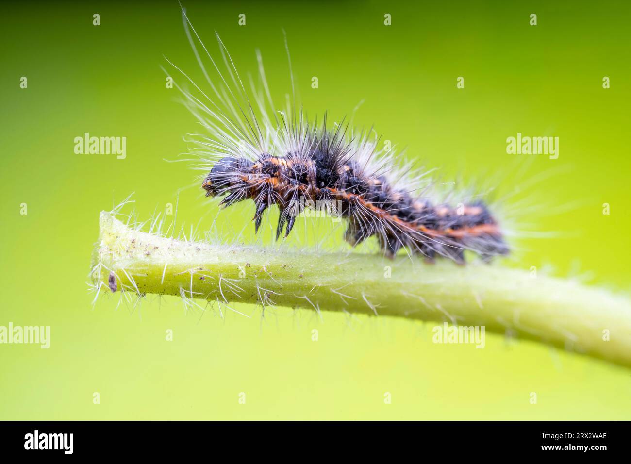 Poisonous moth larvae in the wild state Stock Photo - Alamy