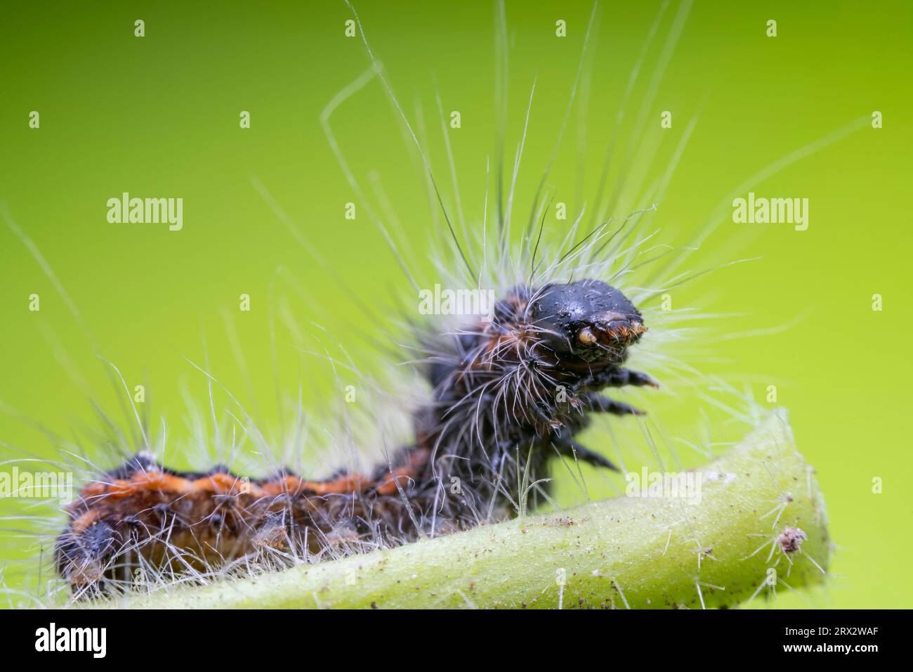 Poisonous moth larvae in the wild state Stock Photo - Alamy