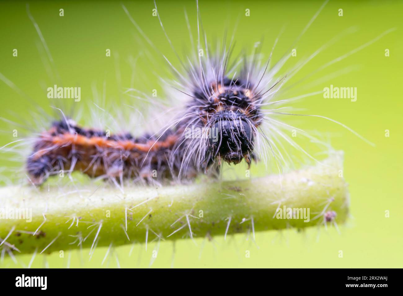 Poisonous moth larvae in the wild state Stock Photo - Alamy