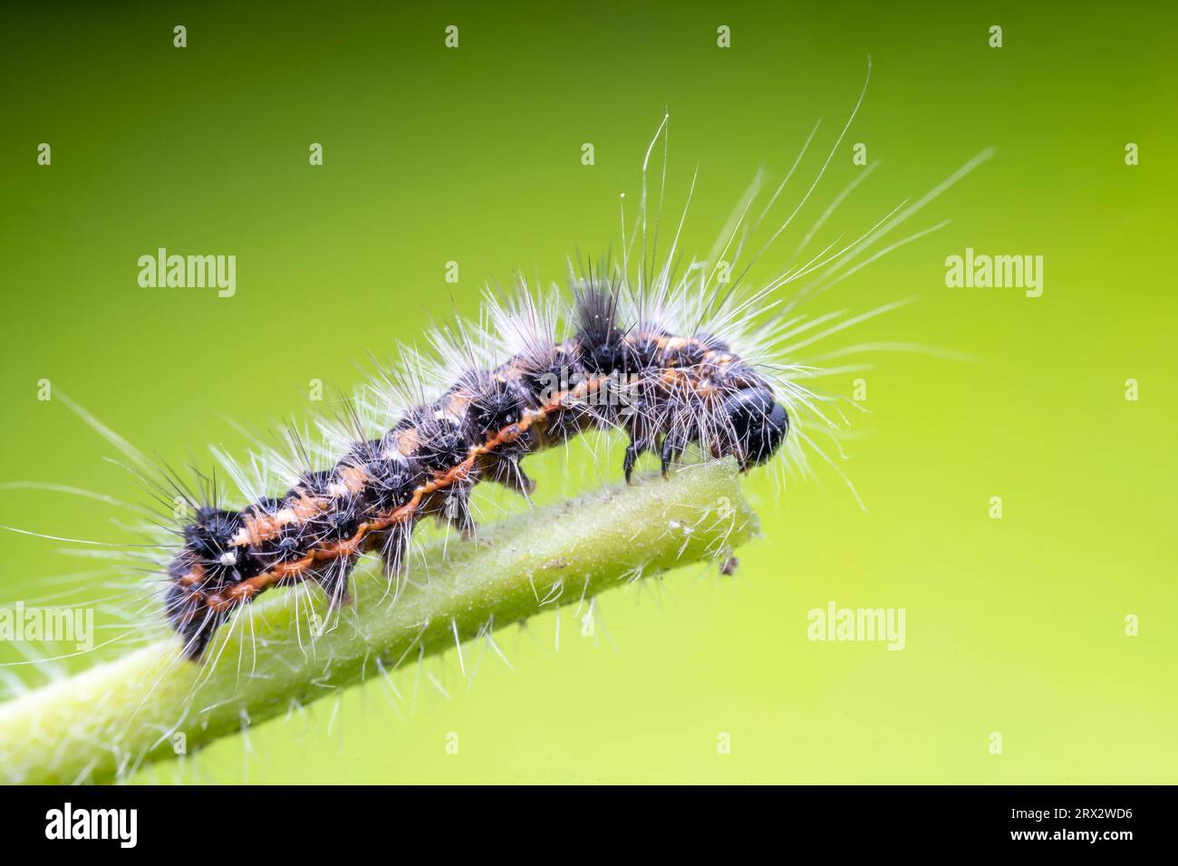 Poisonous moth larvae in the wild state Stock Photo - Alamy