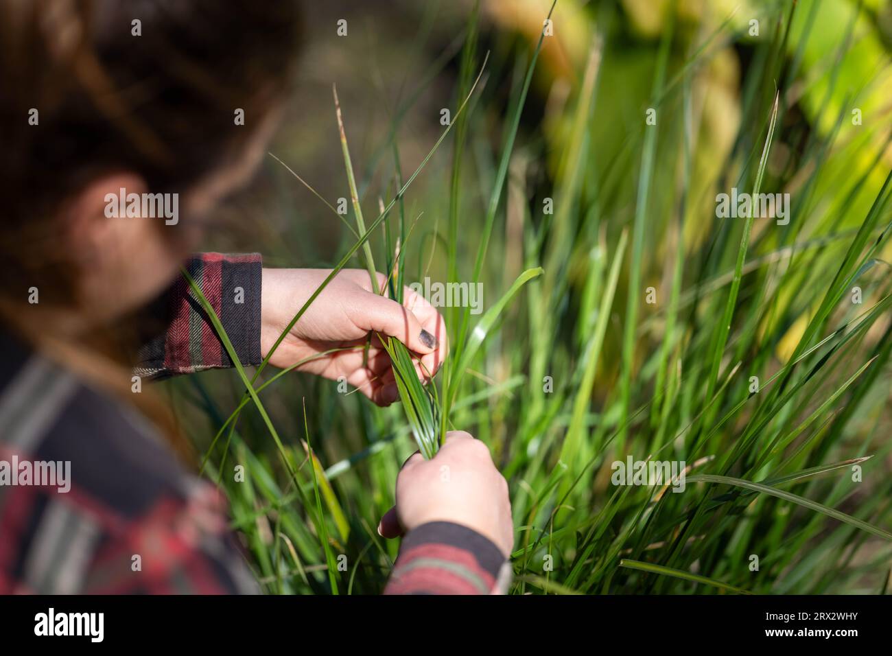 woman in agriculture looking at a soil sample. girl on a farm looking ...
