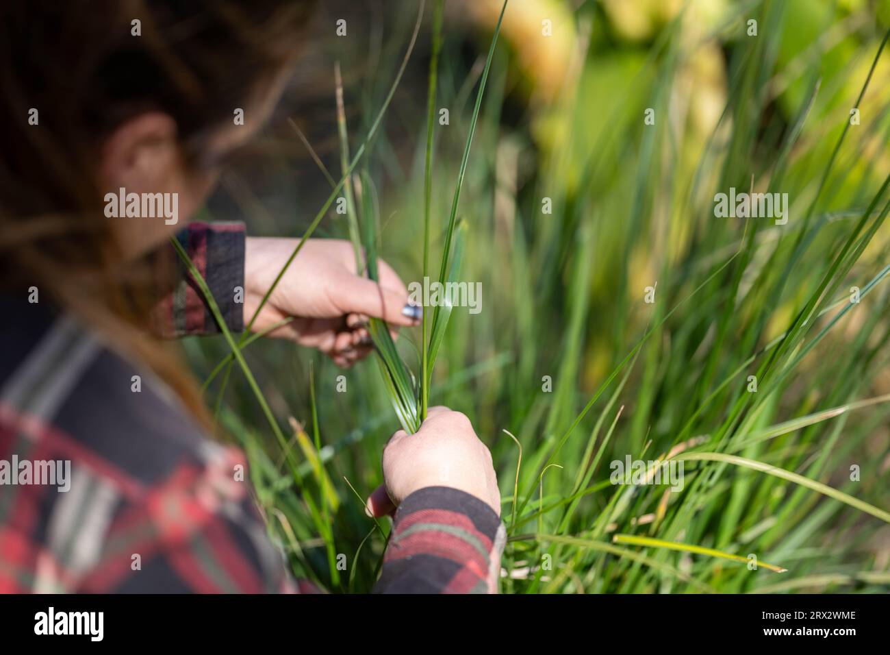female farmer looking at crop health doing agronomy Stock Photo - Alamy
