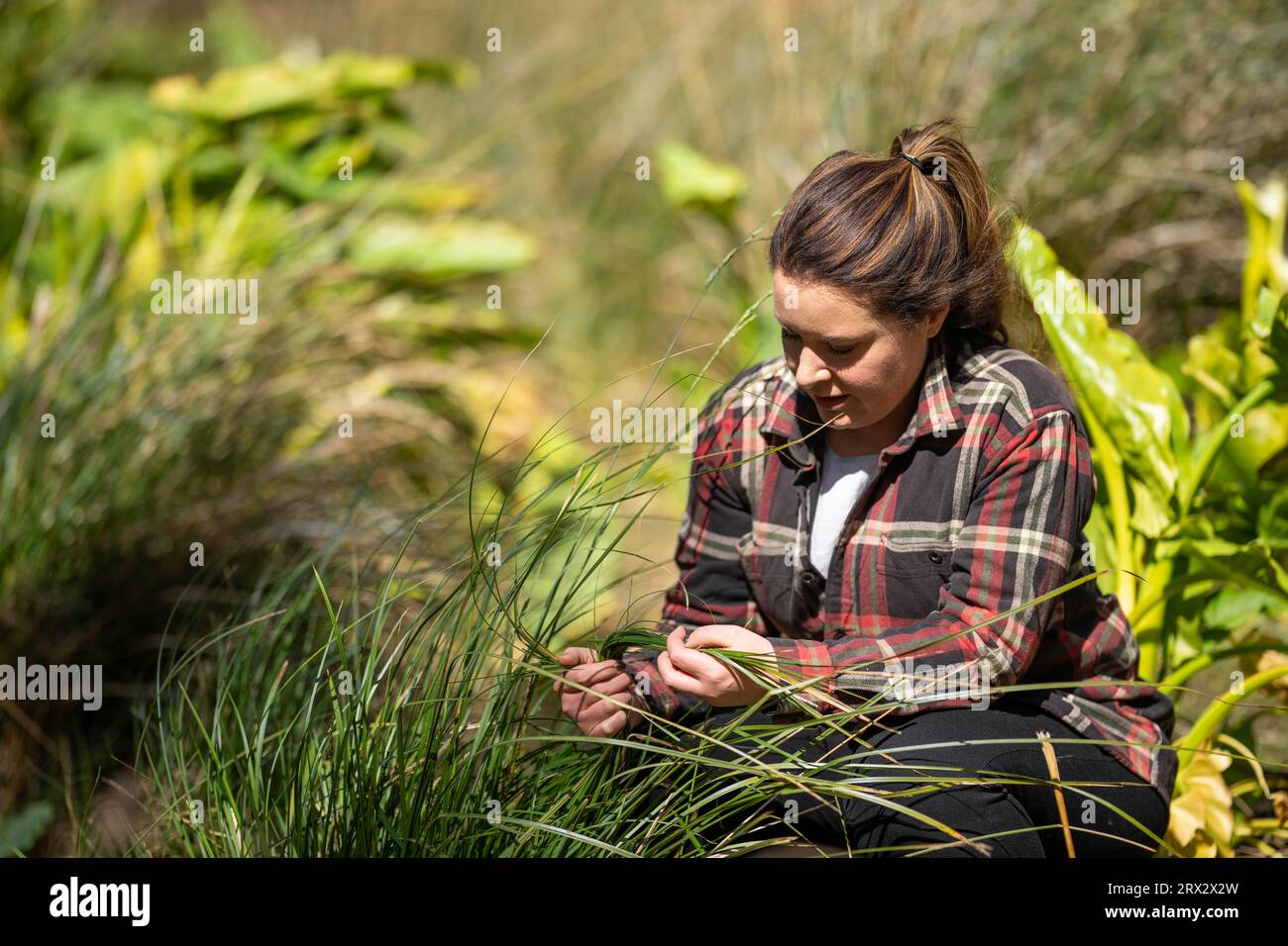 regenerative organic farmer, taking soil samples and looking at plant ...