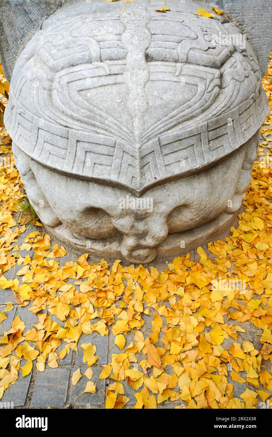 Giant land turtle turtle liked animal hi-res stock photography and ...