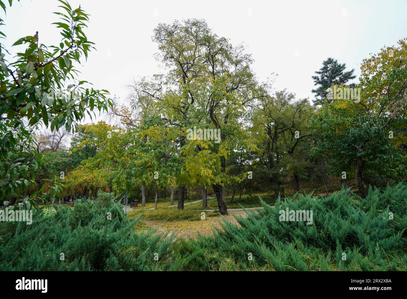 Trees in Beijing Parks in Autumn Stock Photo - Alamy