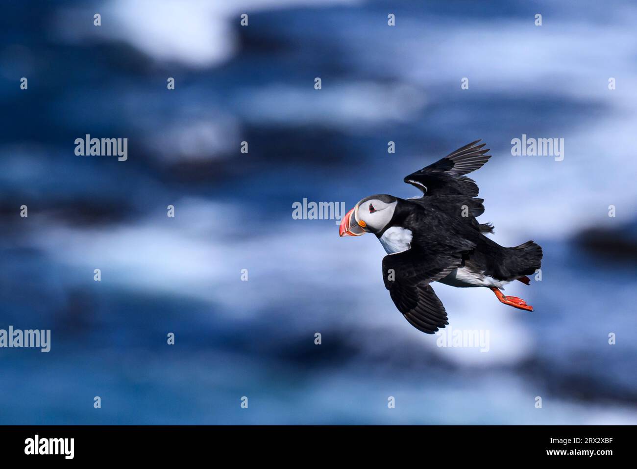 Atlantic Puffin in flight, United Kingdom, Europe Stock Photo - Alamy
