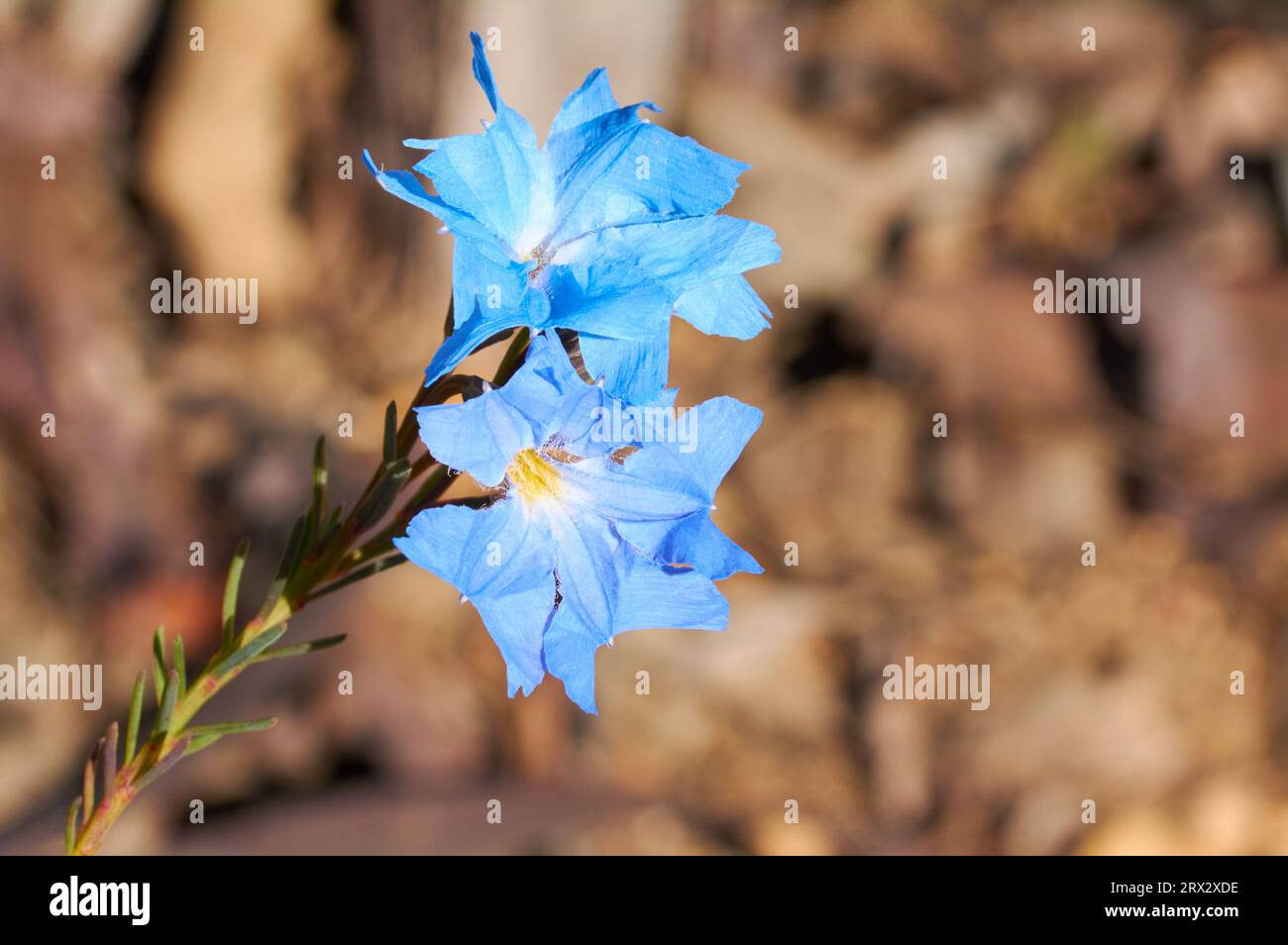 Dawn atwell nature reserve hi-res stock photography and images - Alamy