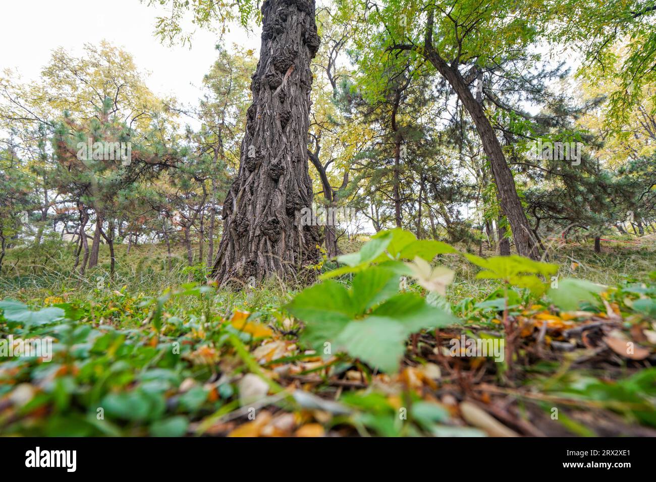 Trees in Beijing Parks in Autumn Stock Photo - Alamy