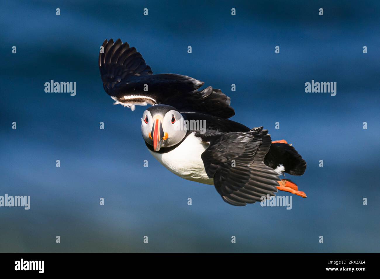 Atlantic Puffin in flight, United Kingdom, Europe Stock Photo - Alamy