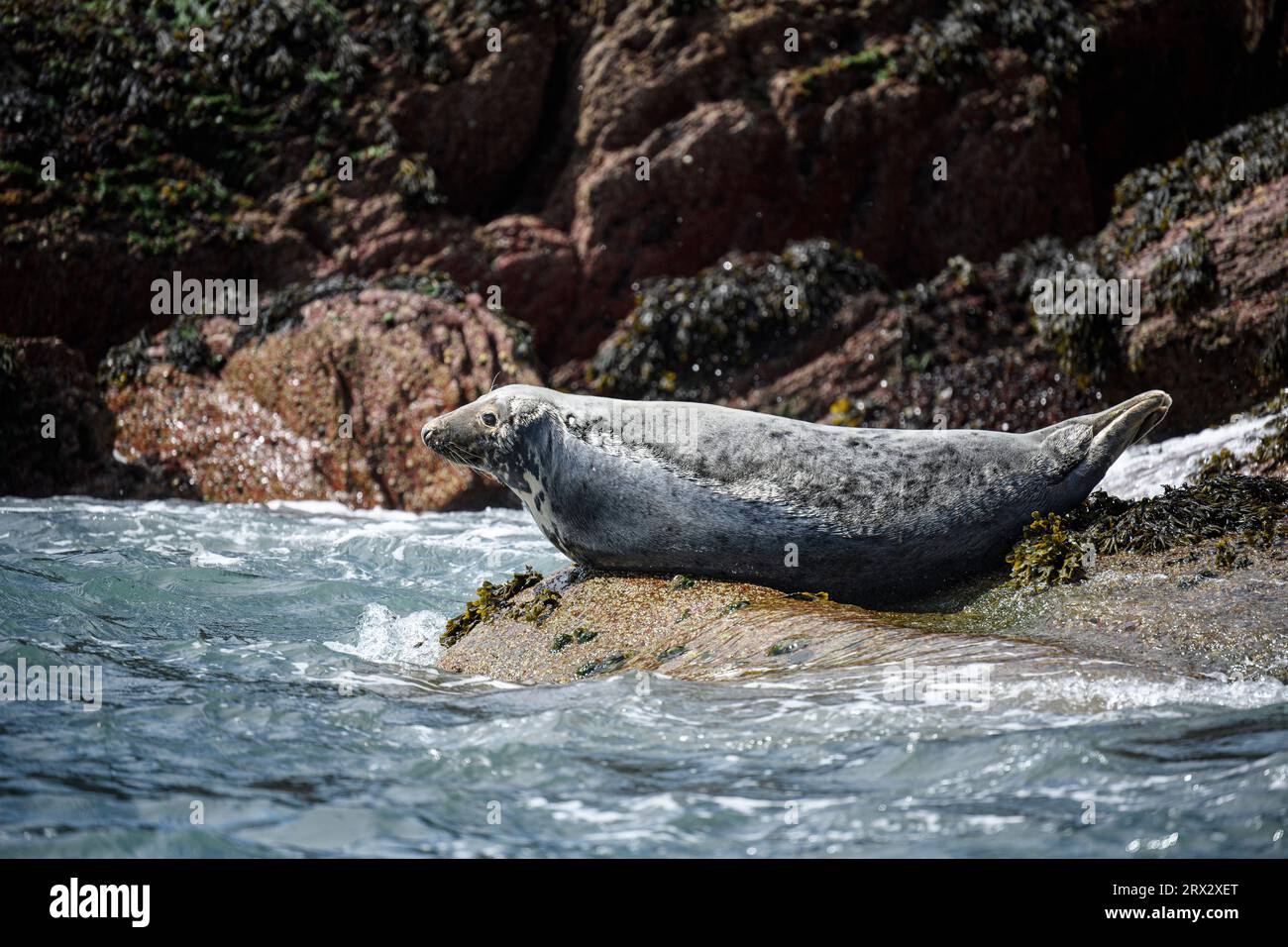 Atlantic grey seal not pup hi-res stock photography and images - Alamy