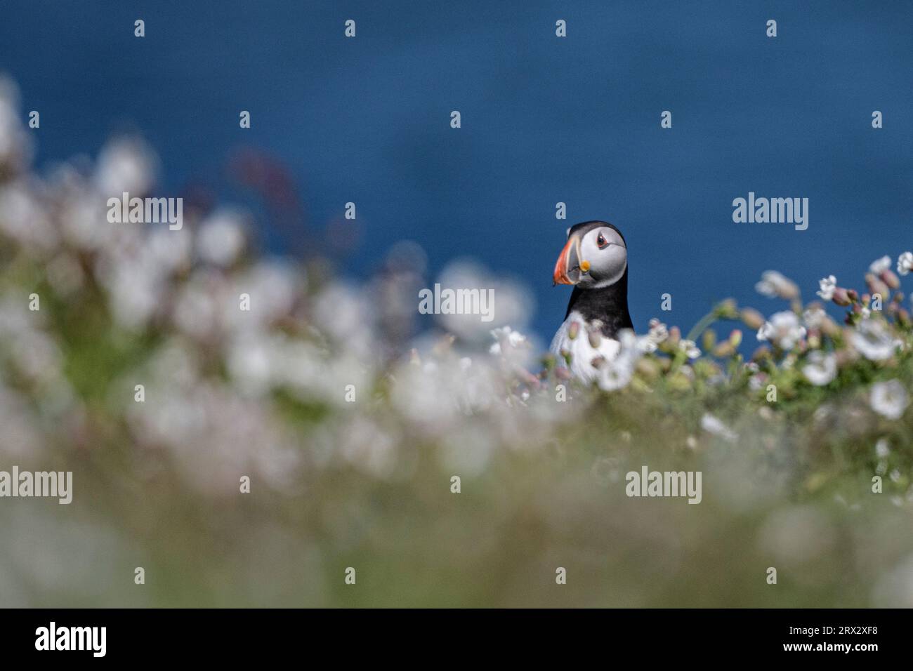 Puffin united kingdom hi-res stock photography and images - Alamy