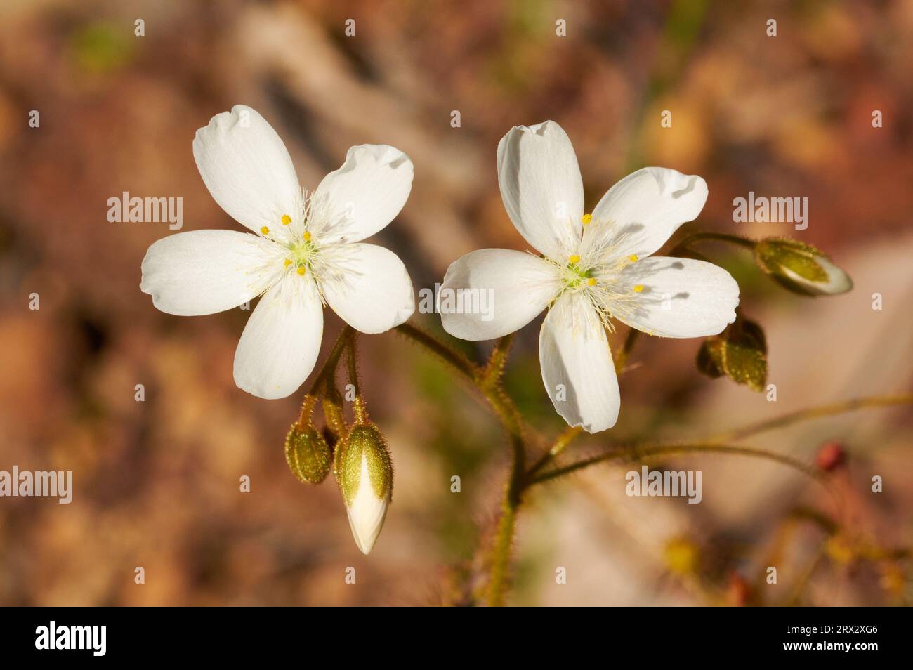 The white form of Bridal Rainbow, Drosera macrantha, a wildflower and ...