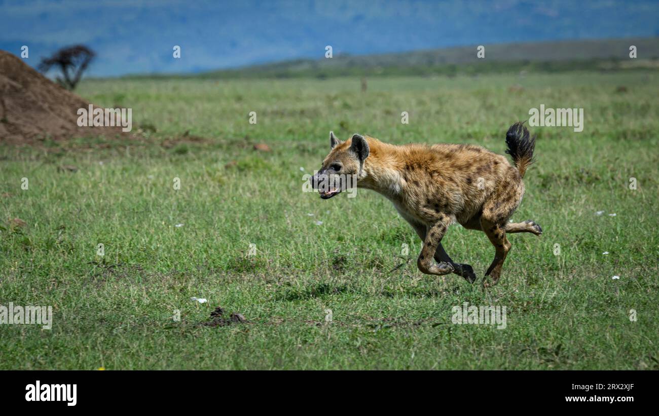 North africa wildlife hi-res stock photography and images - Alamy