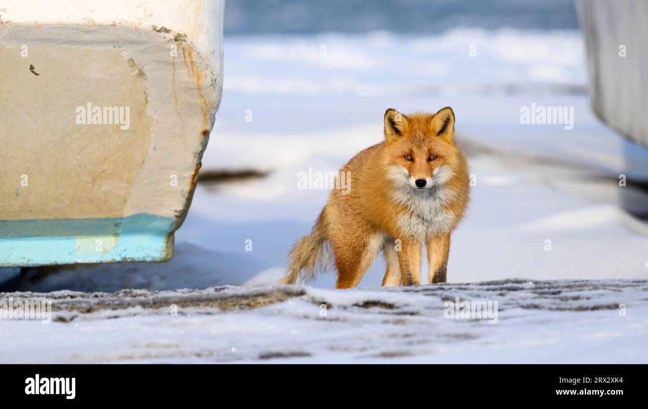 Red Fox, Nutsuke Peninsula, Hokkaido, Japan, Asia Stock Photo - Alamy