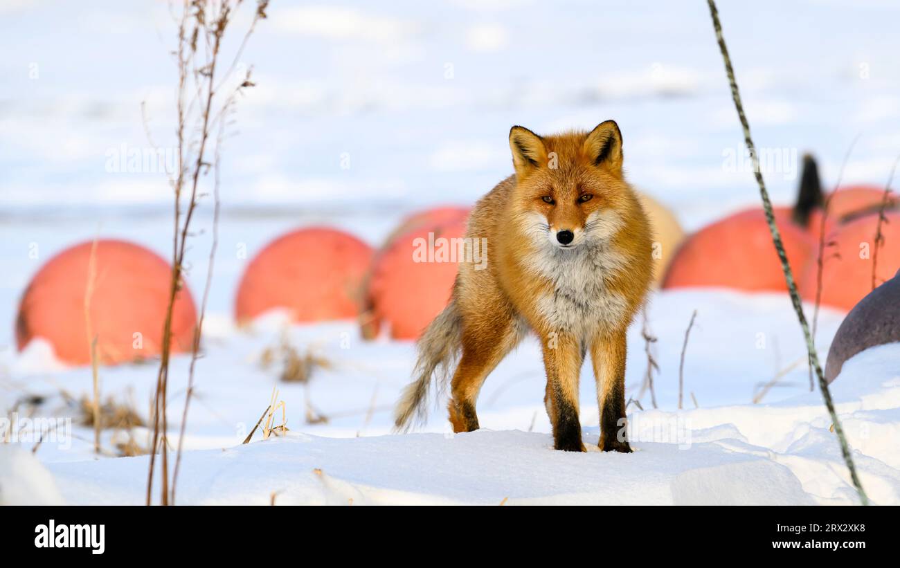 Red Fox, Nutsuke Peninsula, Hokkaido, Japan, Asia Stock Photo - Alamy