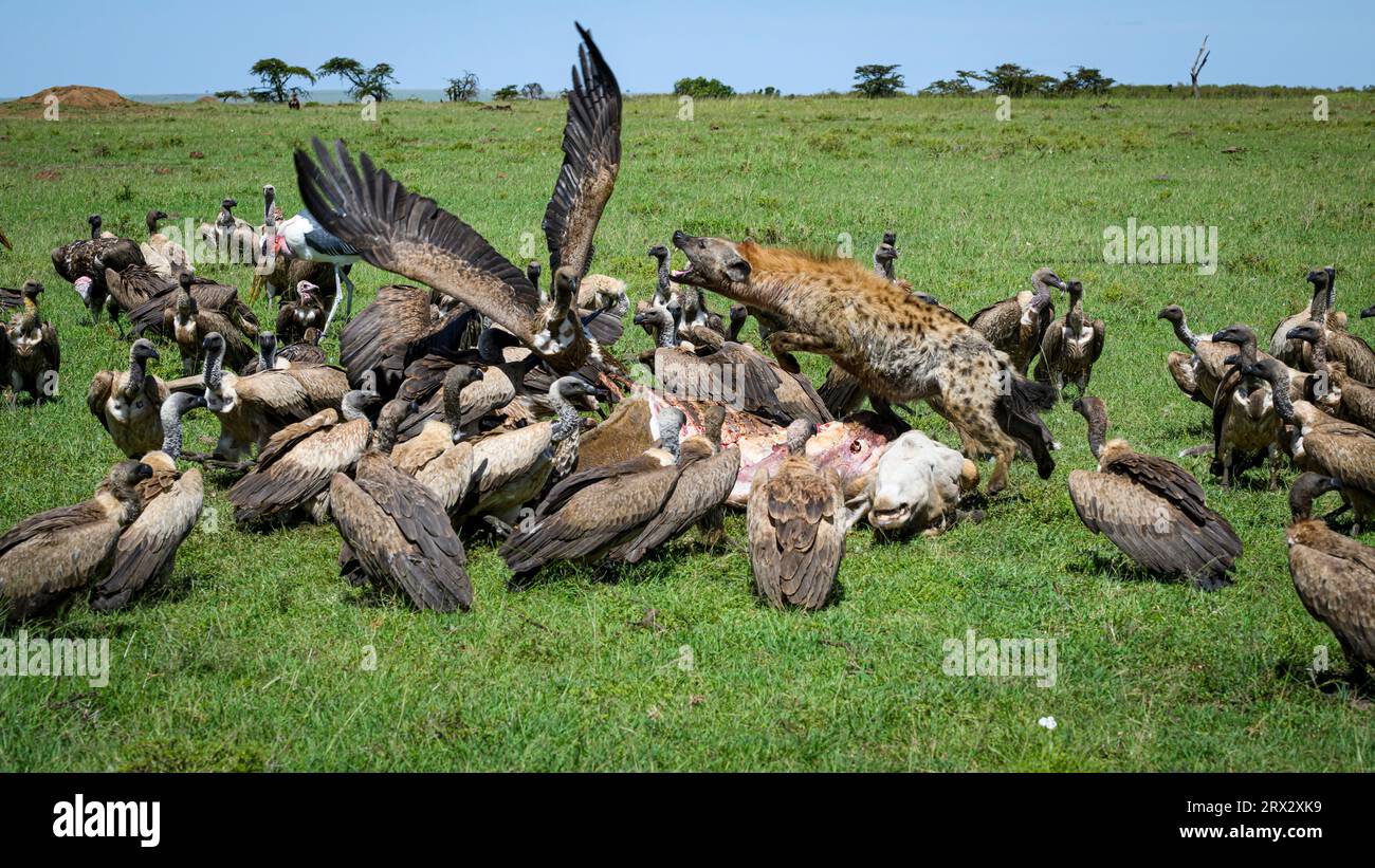 Vultures and Hyena (Hyaenidae) on carcass, Mara North, Kenya, East ...
