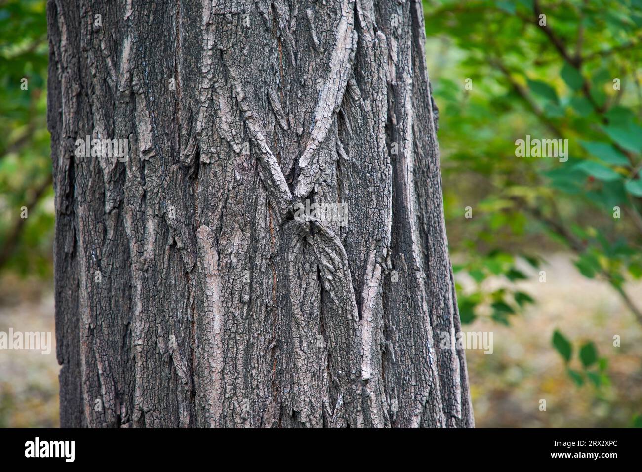 close-up photo of Old bark Stock Photo - Alamy