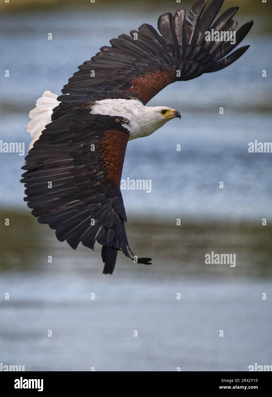 African fish eagle flying over a lake hi-res stock photography and ...