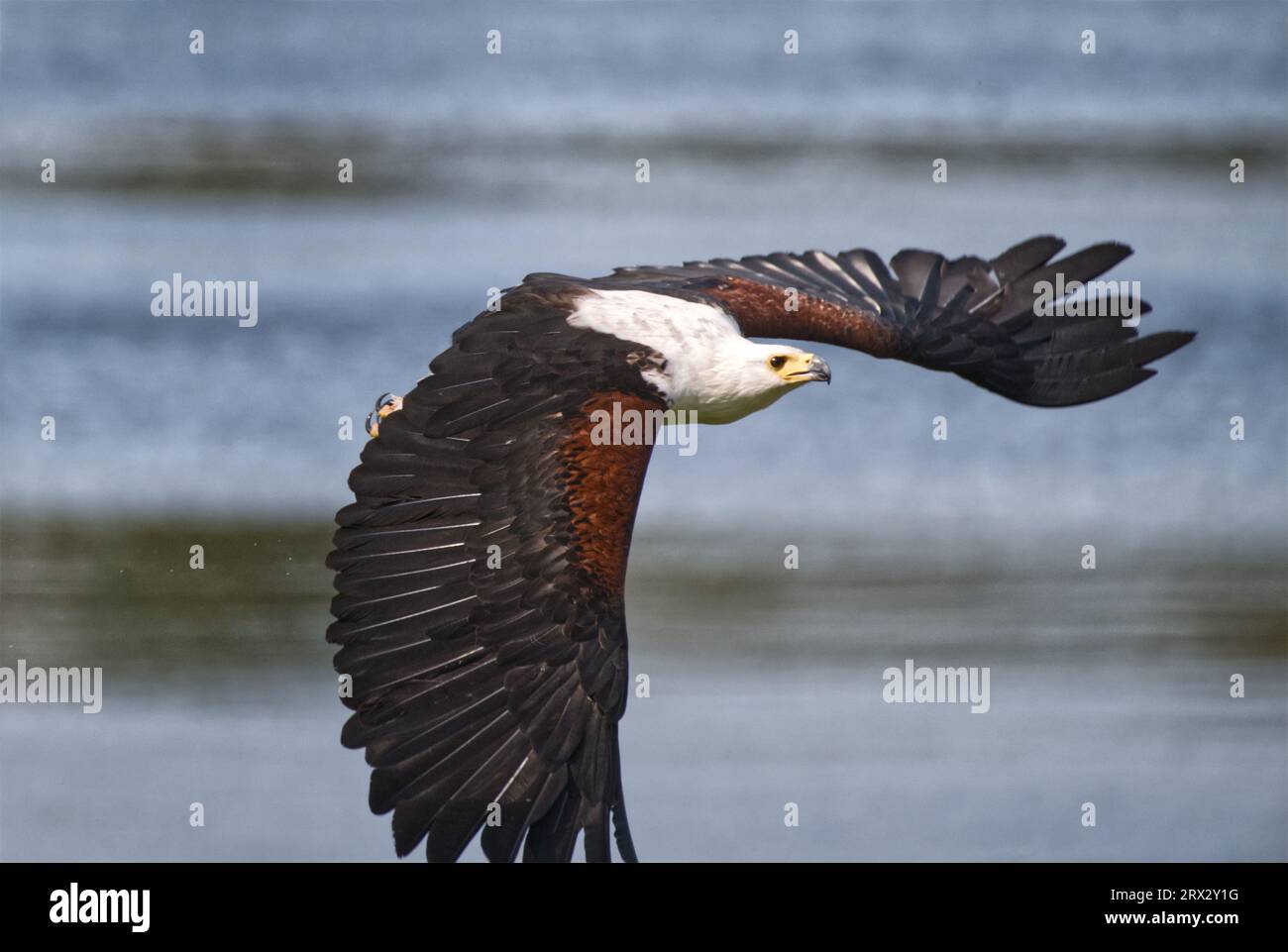 Vis arend in afrikaans hi-res stock photography and images - Alamy