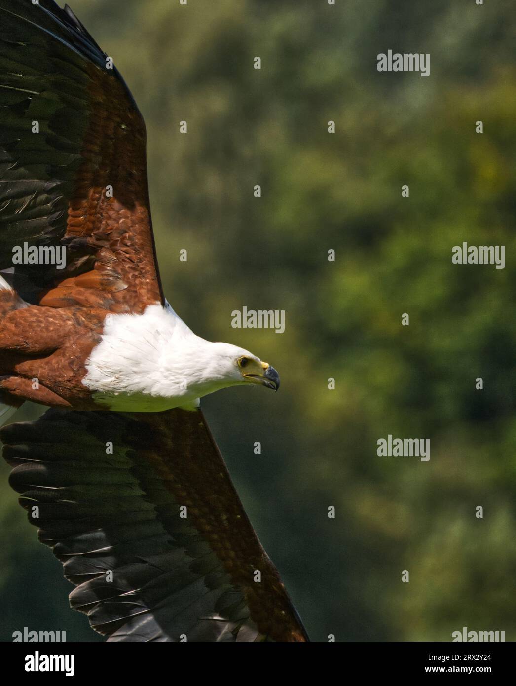 African fish eagle flying over a lake hi-res stock photography and ...