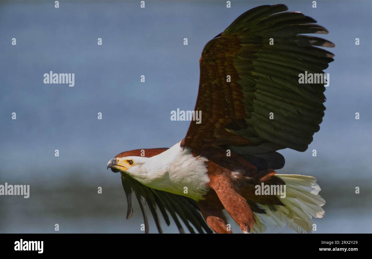 Vis arend in afrikaans hi-res stock photography and images - Alamy