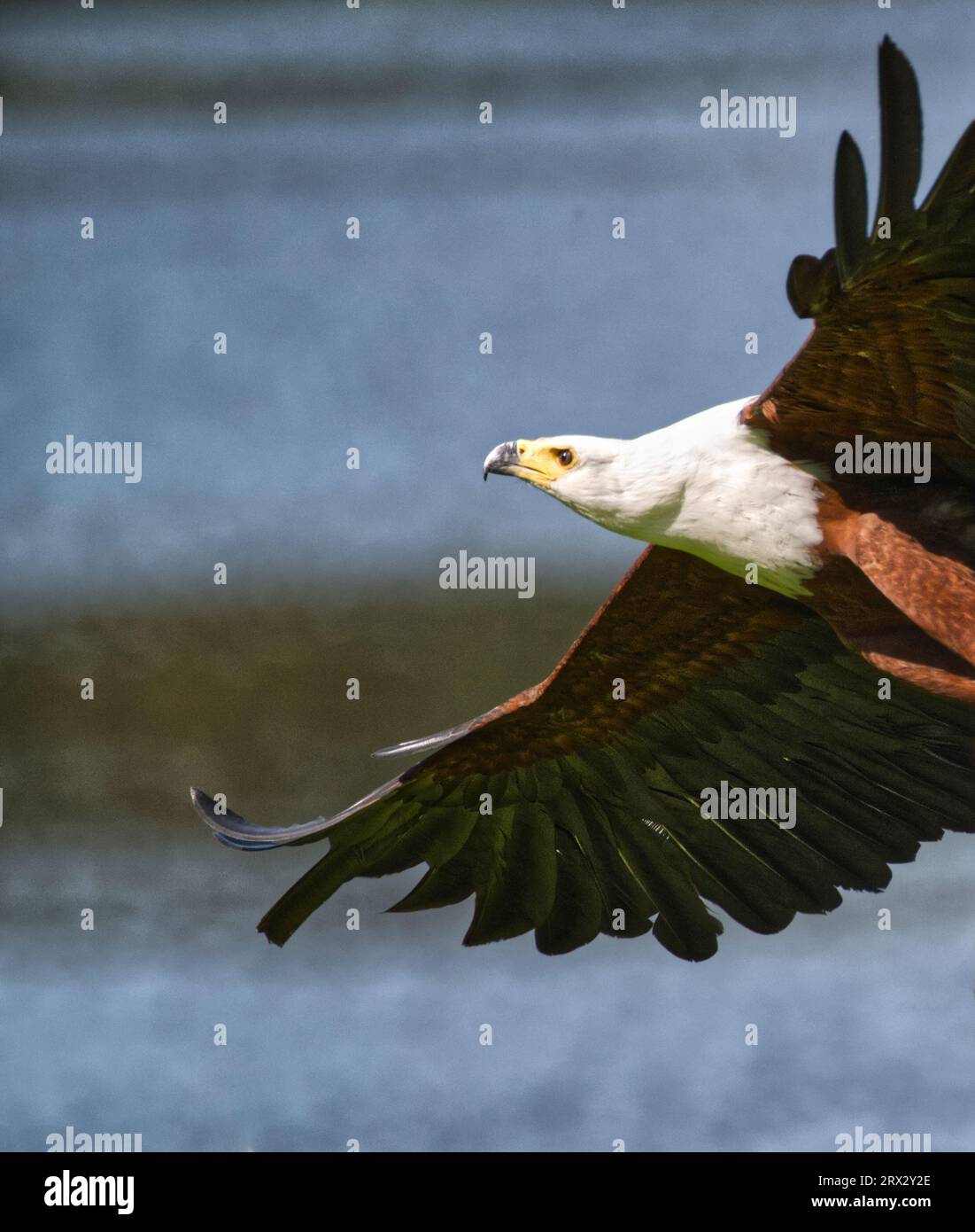 African fish eagle Stock Photo - Alamy