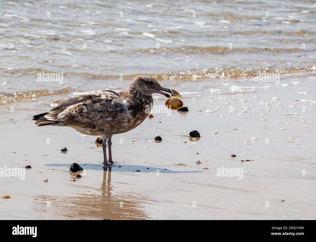 Clam birds hi-res stock photography and images - Alamy