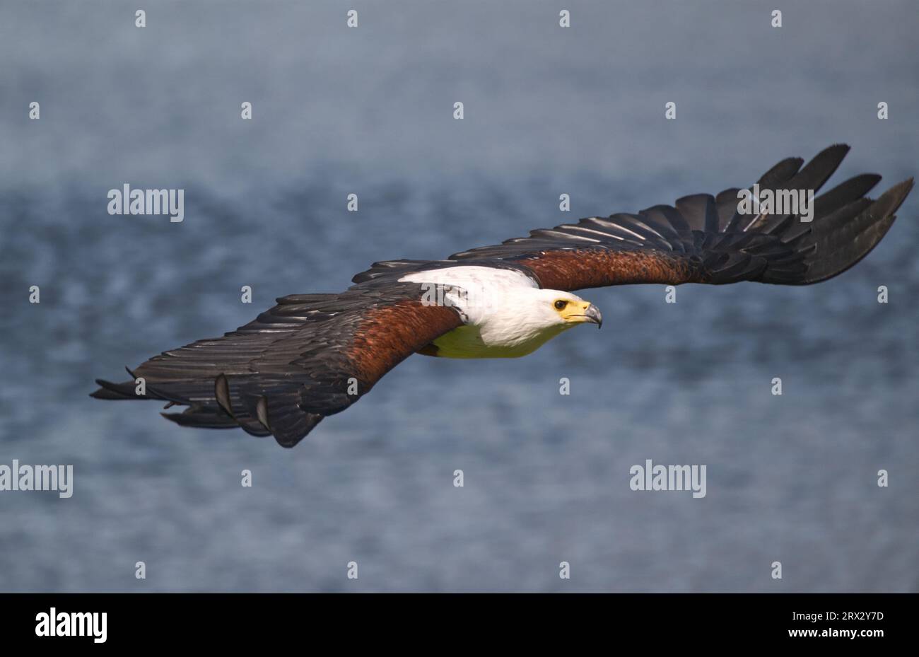 African fish eagle Stock Photo - Alamy