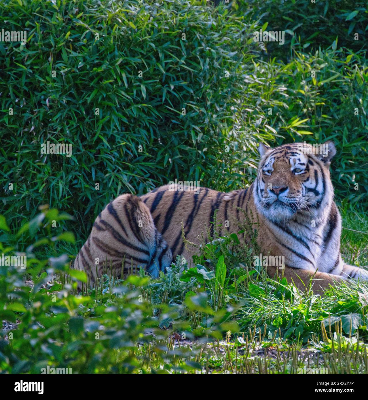 Front facing amur tiger hi-res stock photography and images - Alamy