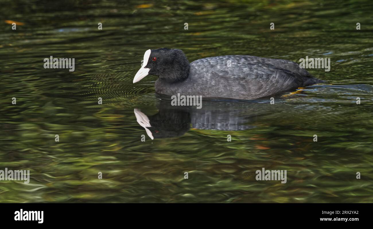 Landscape format of common coot hi-res stock photography and images - Alamy