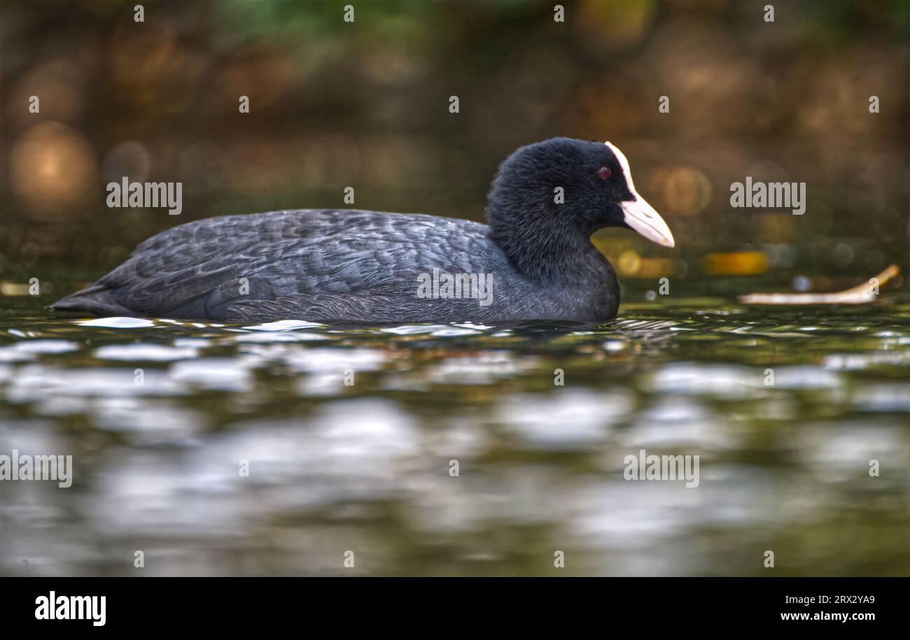 Landscape format of common coot hi-res stock photography and images - Alamy