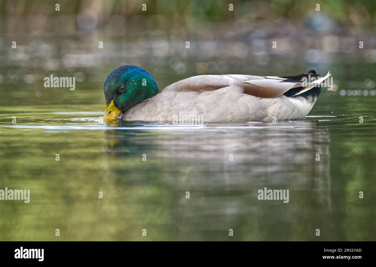 German duck breed hi-res stock photography and images - Alamy