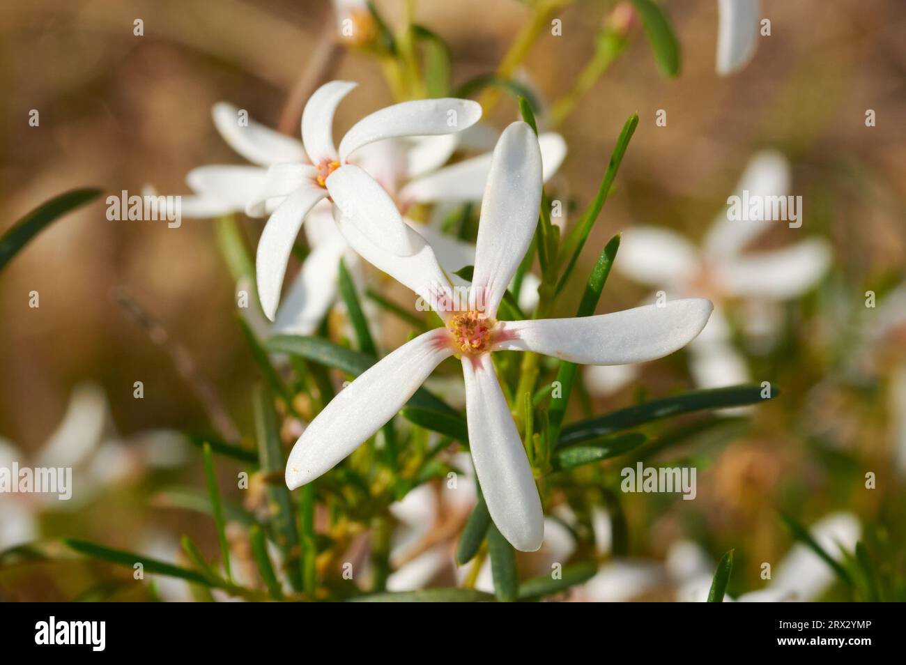 West australian native plants hi-res stock photography and images - Alamy