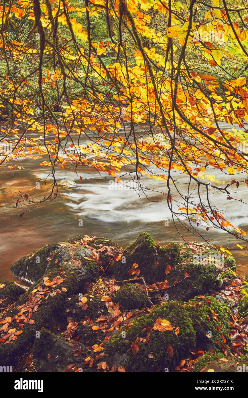 Beech trees in autumn colour beside the River Barle at Tarr Steps, near ...