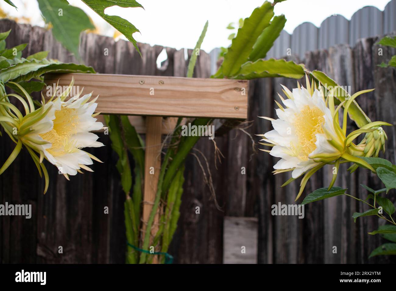 Flowers of the dragon fruit. Flowering Pitaya. Growing dragon fruit ...