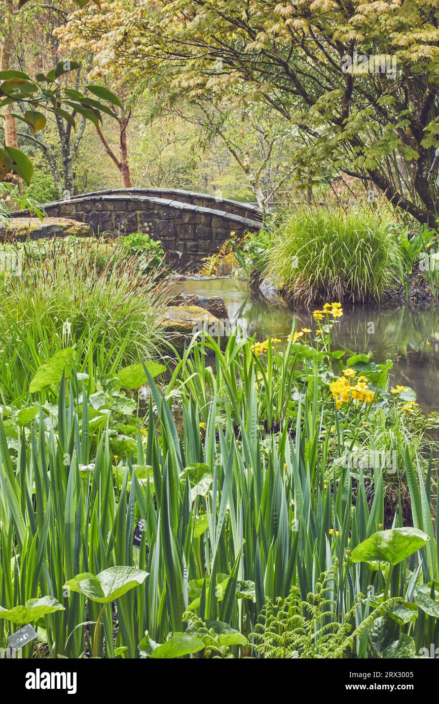 Devon plant hi-res stock photography and images - Alamy