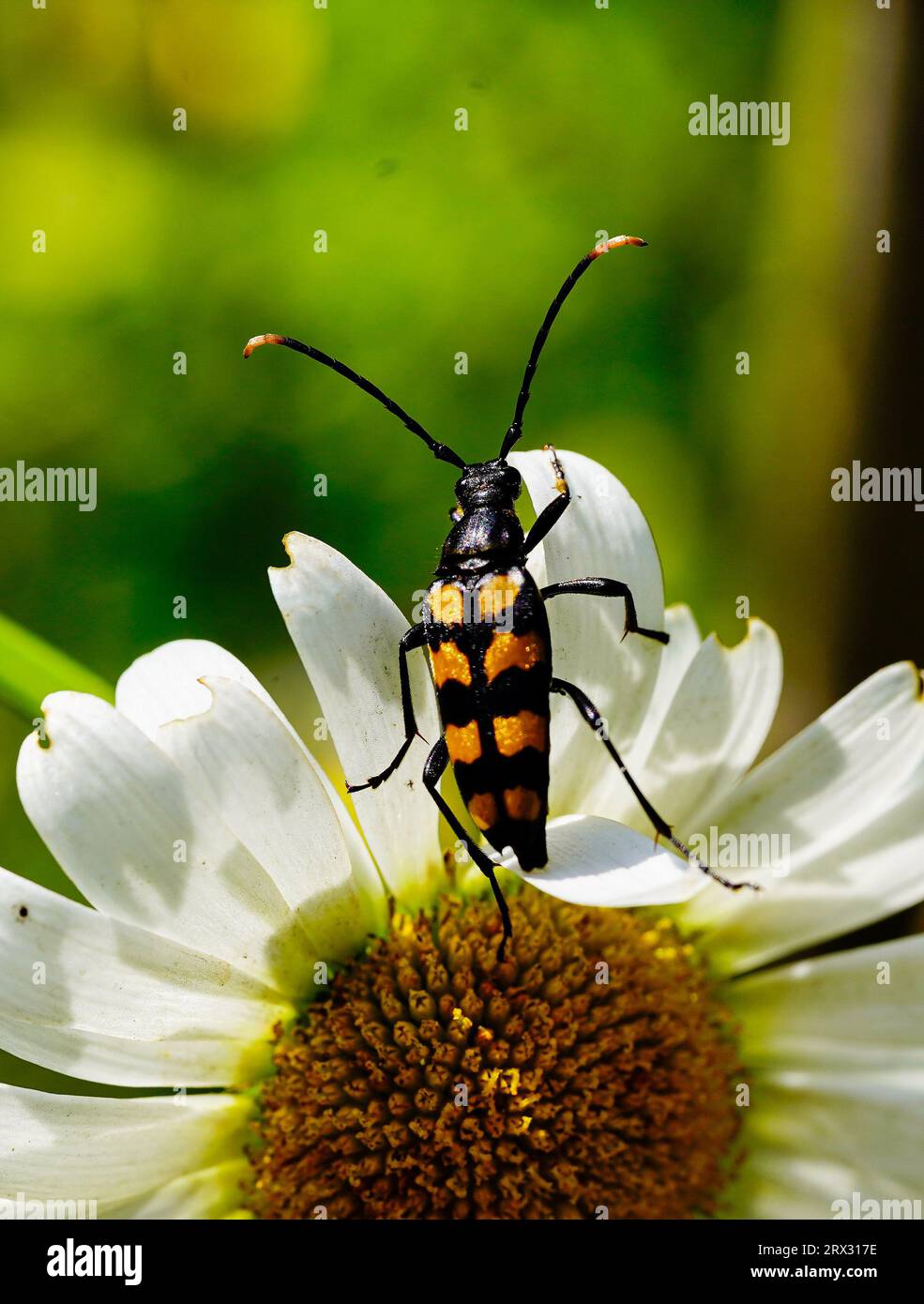 Kolorowy robak na białym kwiatku Stock Photo - Alamy