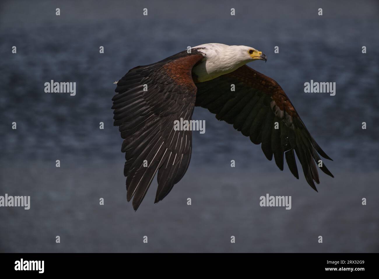 African fish eagle Stock Photo - Alamy