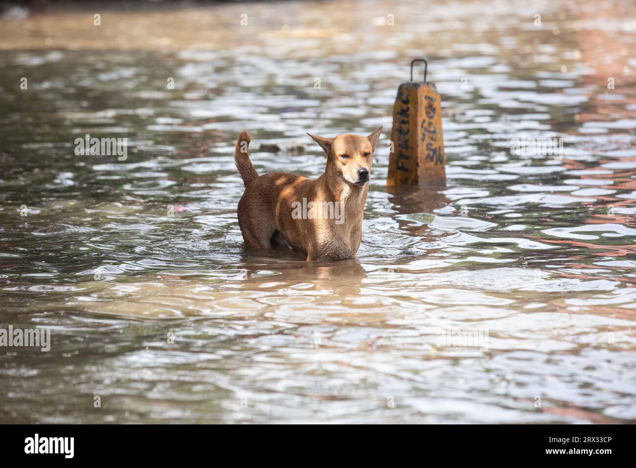 Dhaka, Bangladesh. 22nd Sep, 2023. A dog stands in the stagnant water ...