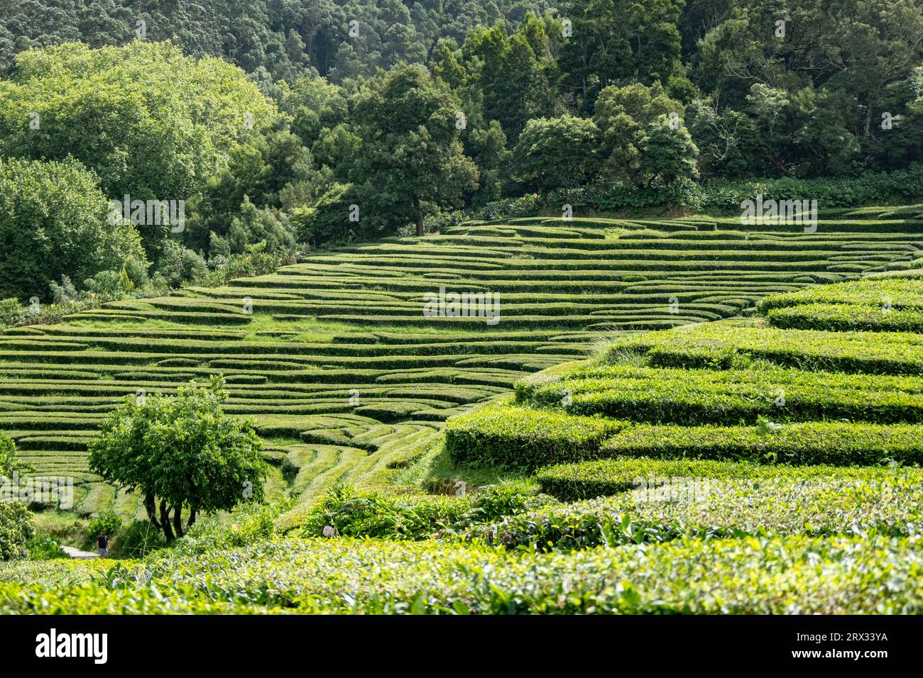 Tea plantation terraces on Sao Miguel island, Azores Islands, Portugal ...