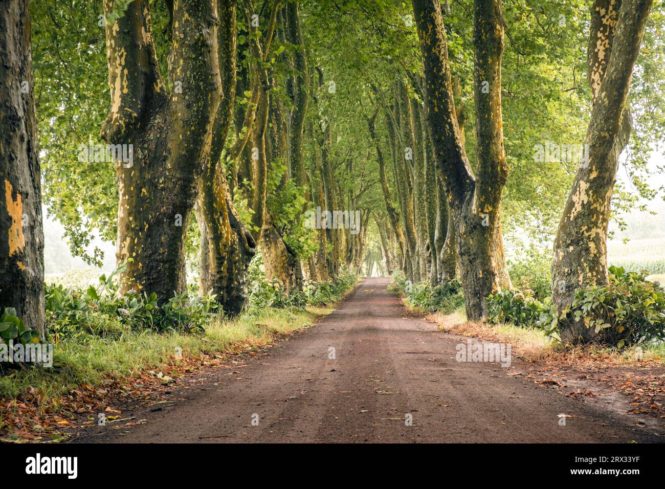 Alameda dos Platanos, a long boulevard of plane trees, on Sao Miguel island, Azores Islands ...