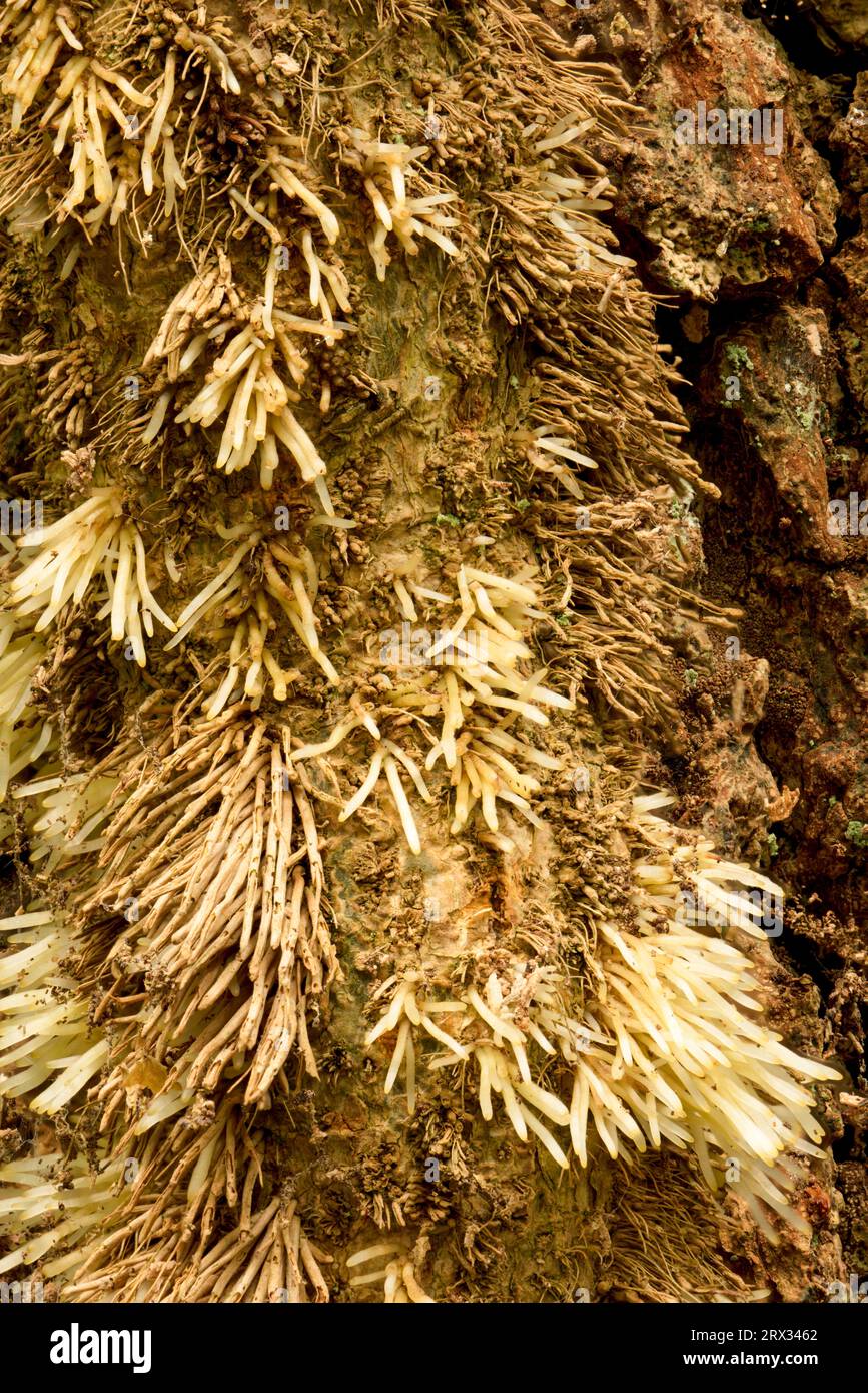 PARASITE. Macro representation of English Ivy (Hedera helix) roots ...