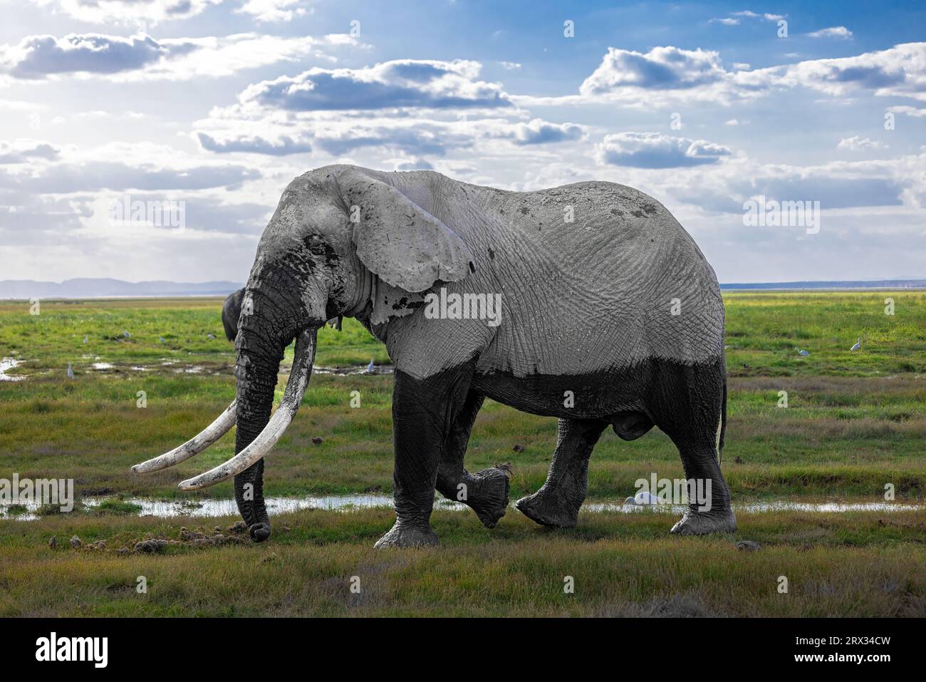 Super Tusker Paulo at Amboseli Stock Photo - Alamy