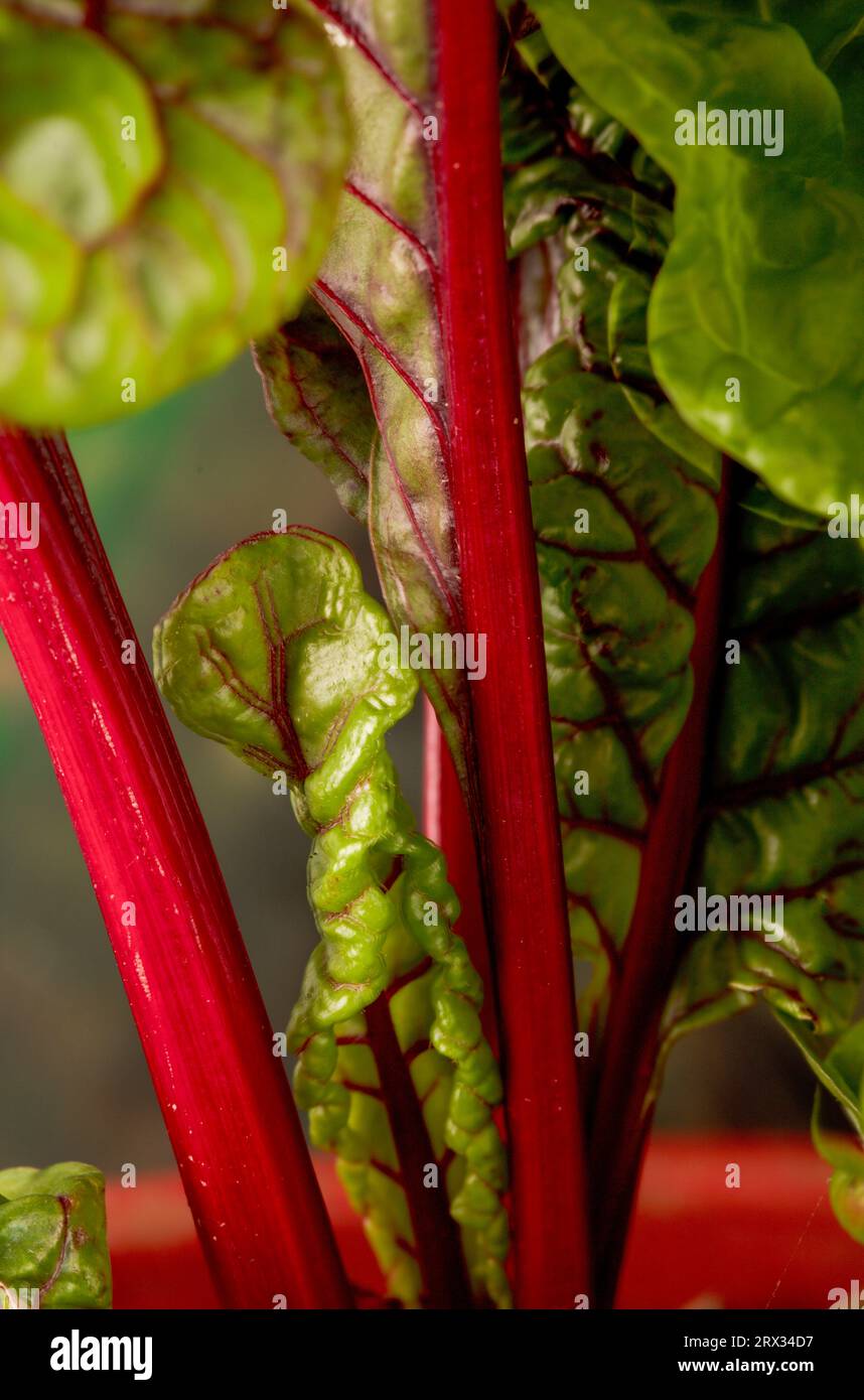 Very close up vegetable plant portrait of the superfood Chard backlit ...