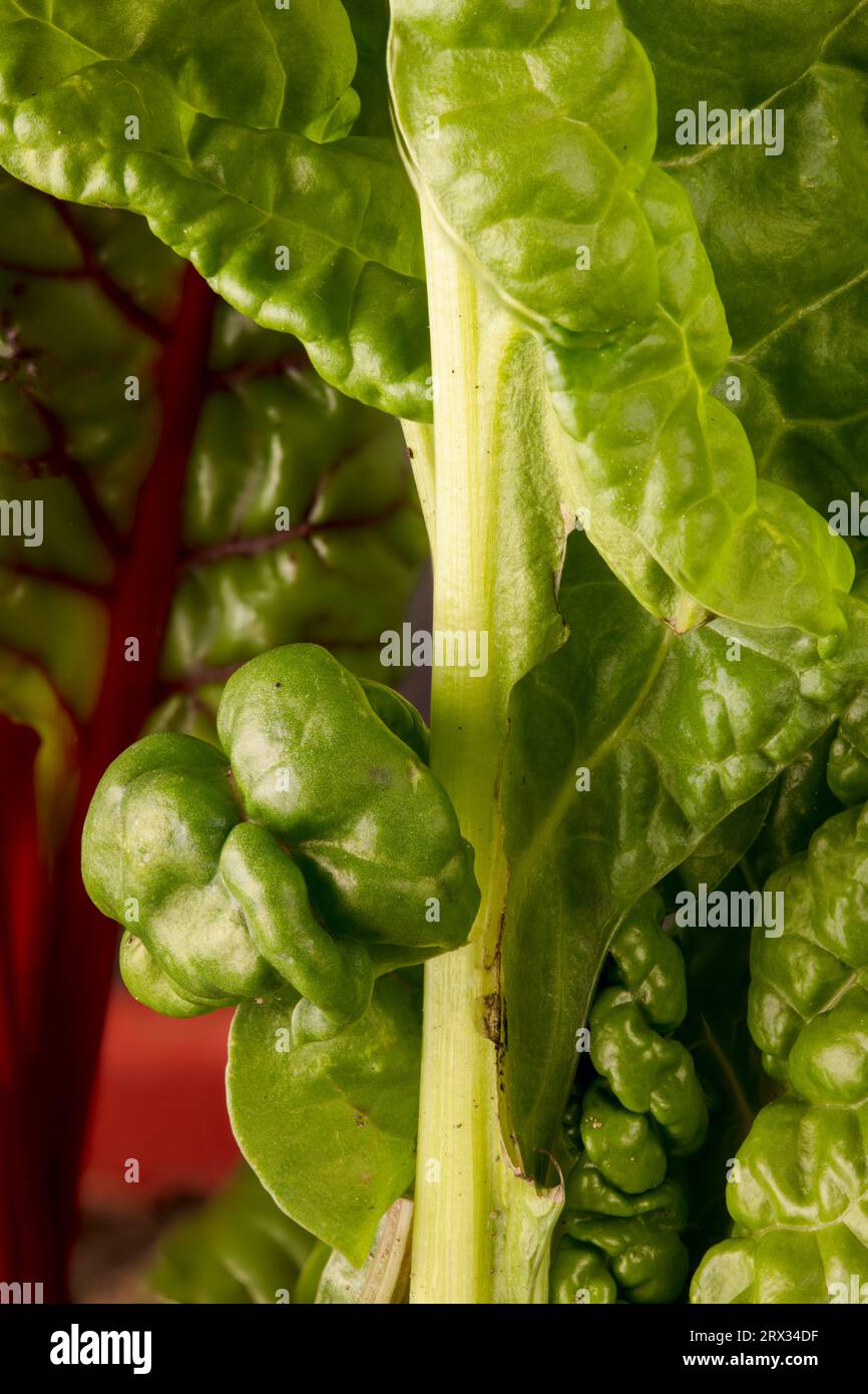 Very close up vegetable plant portrait of the superfood Chard backlit ...